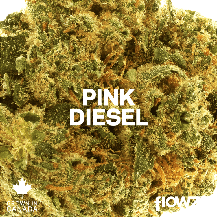 Pedanios 31/1 PND-CA Pink Diesel zum besten Preis
