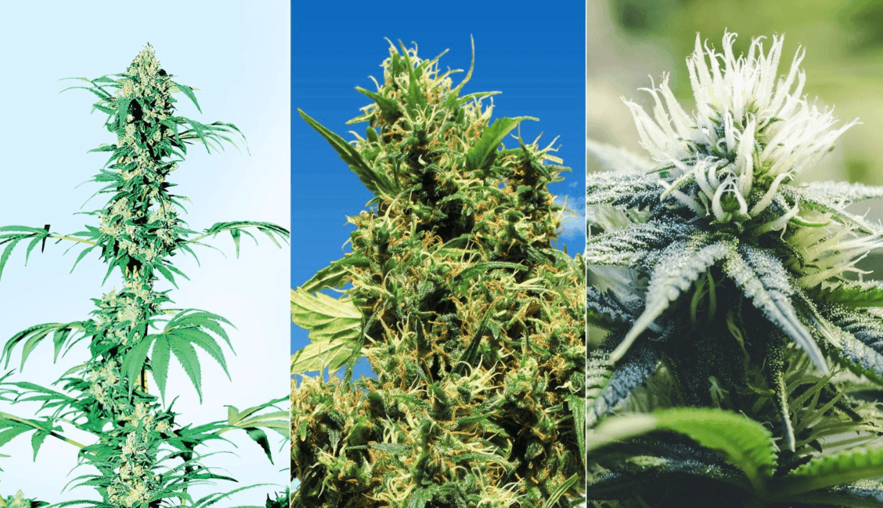 Pineapple God » Wirkung, Strain Reviews & Preise | flowzz