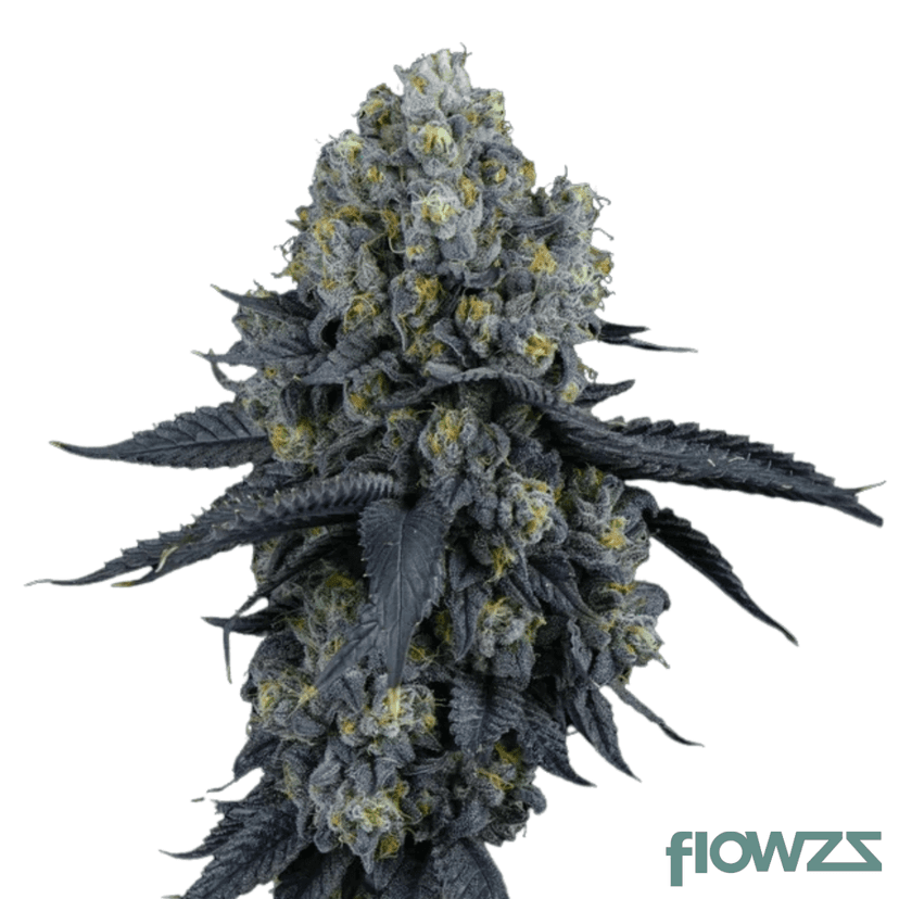 Mochi » Wirkung, Strain Reviews & Preise | flowzz