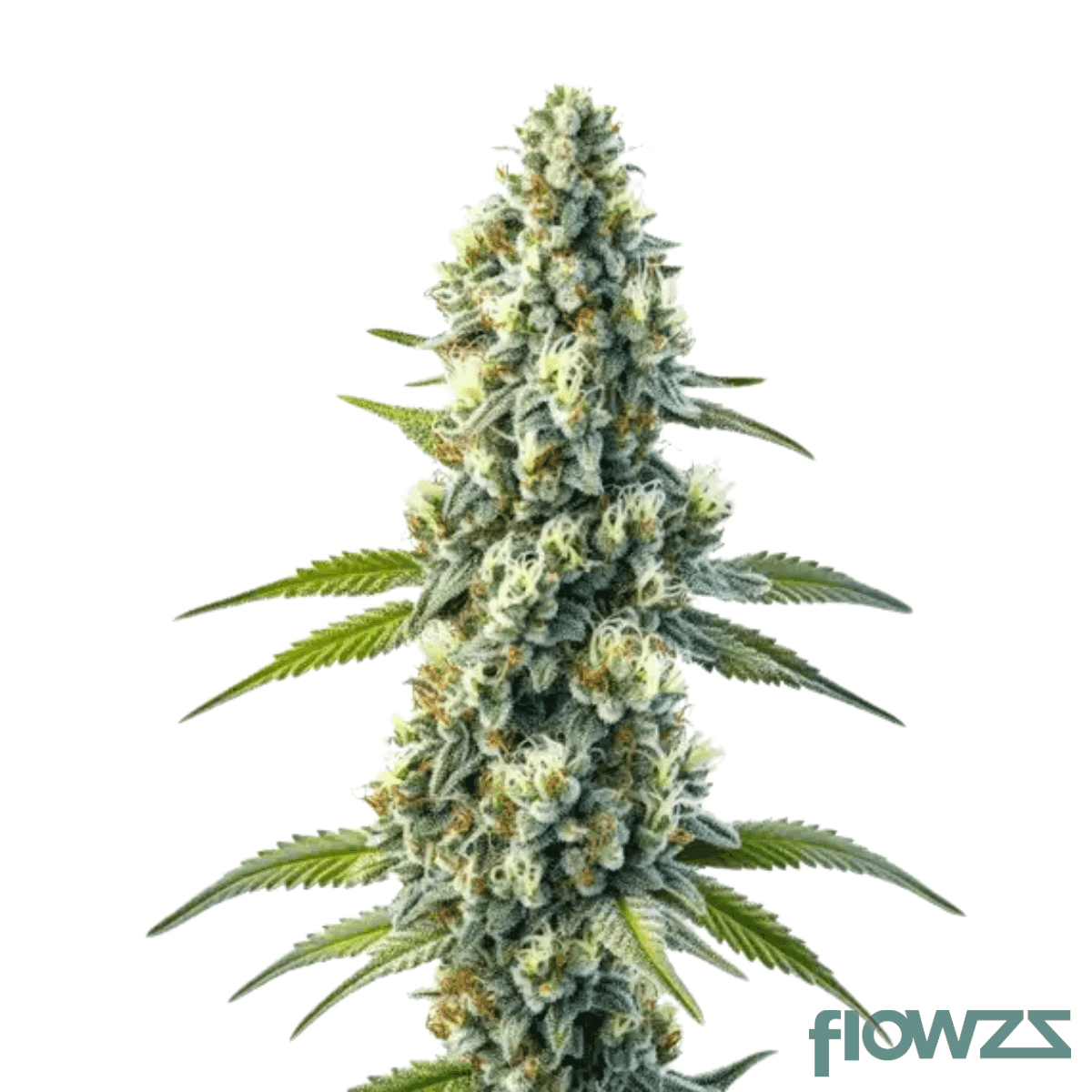 Sherb Master OG » Wirkung, Strain Reviews & Preise | flowzz