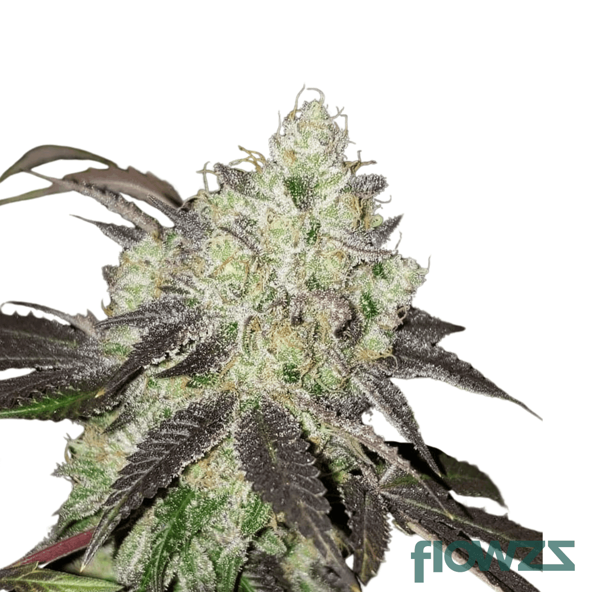 Cosmic Cream » Wirkung, Strain Reviews & Preise | flowzz