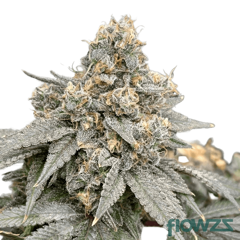 Amnesia Haze Cake » Wirkung, Strain Reviews & Preise | flowzz