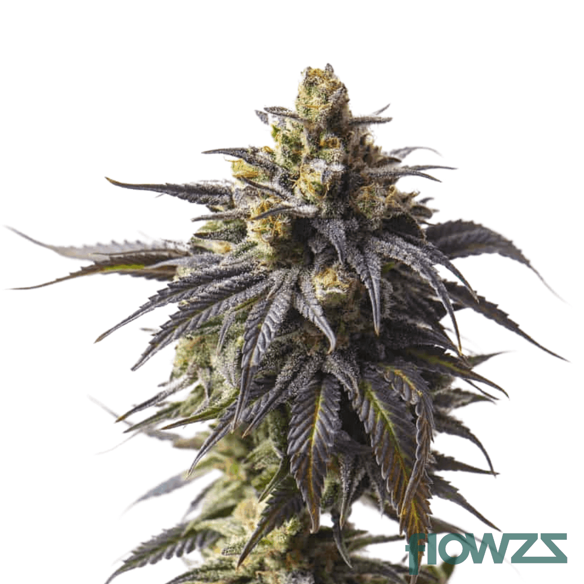 Wedding Cake » Wirkung, Strain Reviews & Preise | flowzz