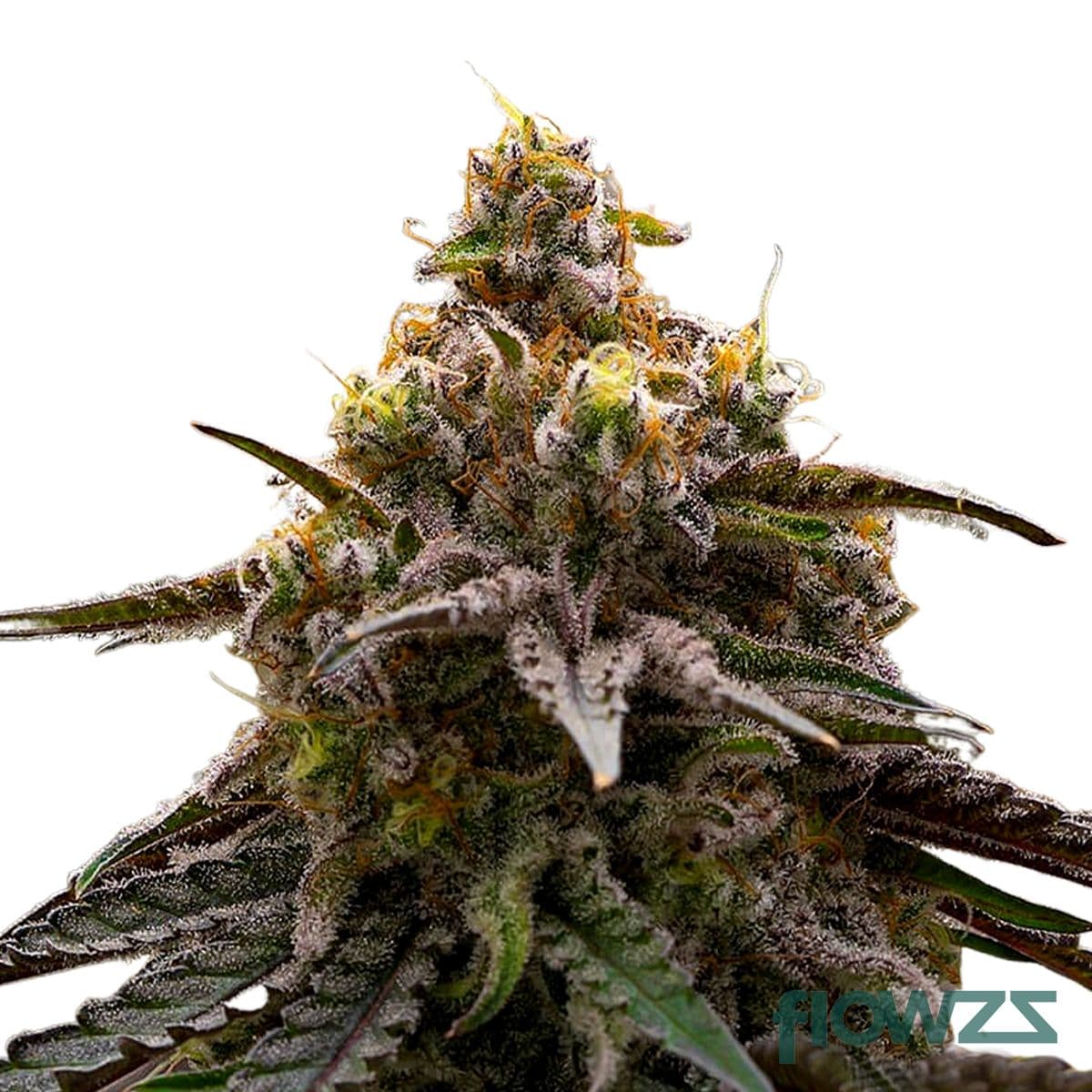 MAC 1 » Wirkung, Strain Reviews & Preise | flowzz