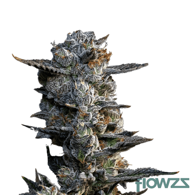 Gastro Pop » Wirkung, Strain Reviews & Preise | flowzz