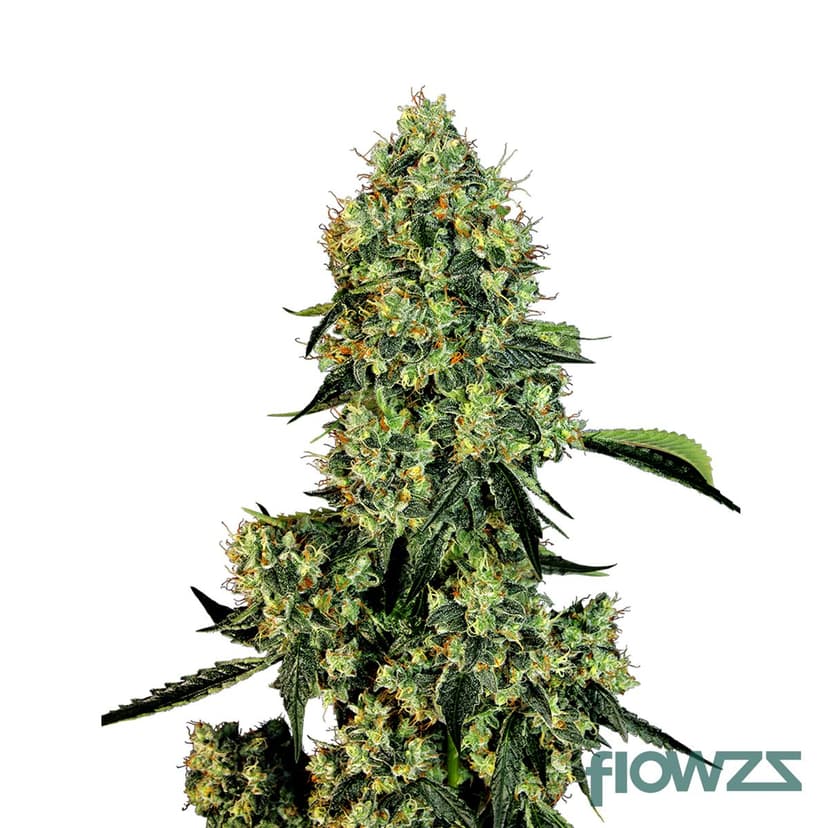 OG Kush » Wirkung, Strain Reviews & Preise | flowzz