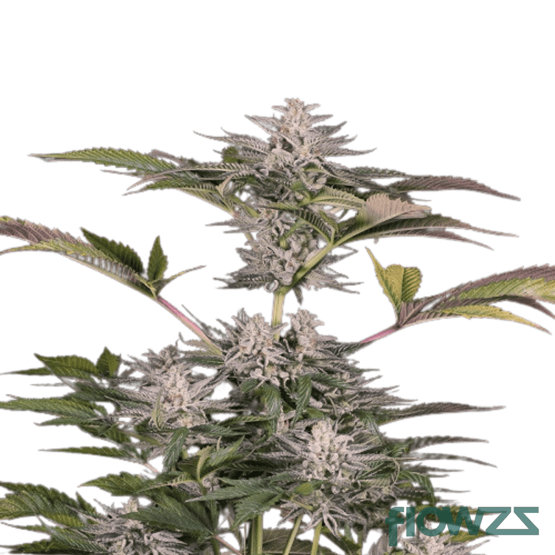 Ocean Grown Cookies » Wirkung, Strain Reviews & Preise | flowzz