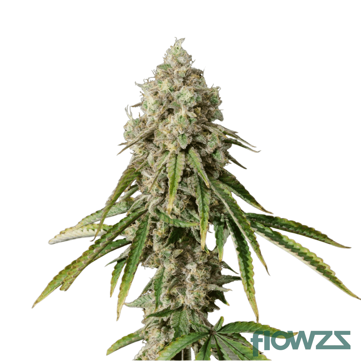 Blueberry Muffin » Wirkung, Strain Reviews & Preise | flowzz