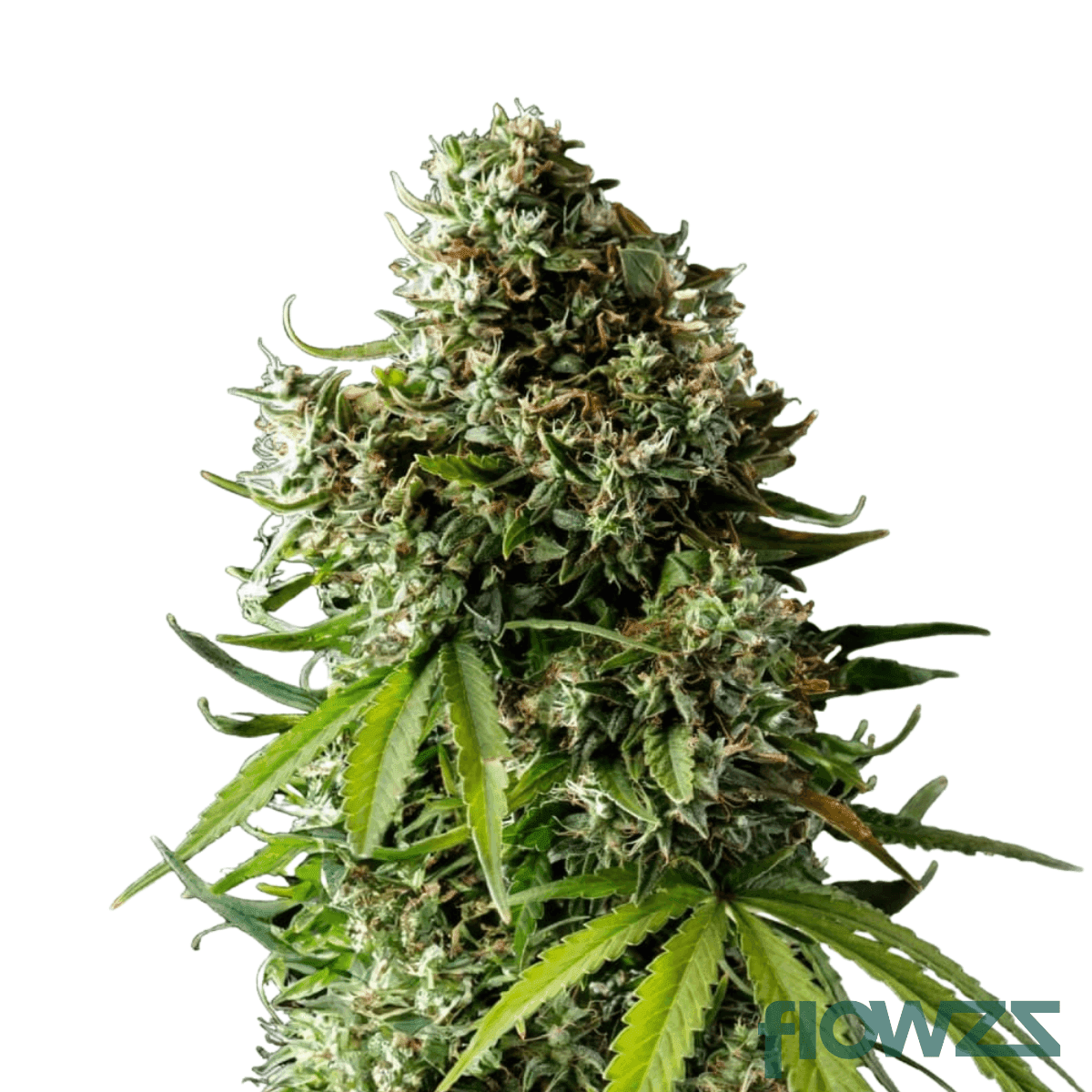 Platinum Sour Diesel » Wirkung, Strain Reviews & Preise | flowzz